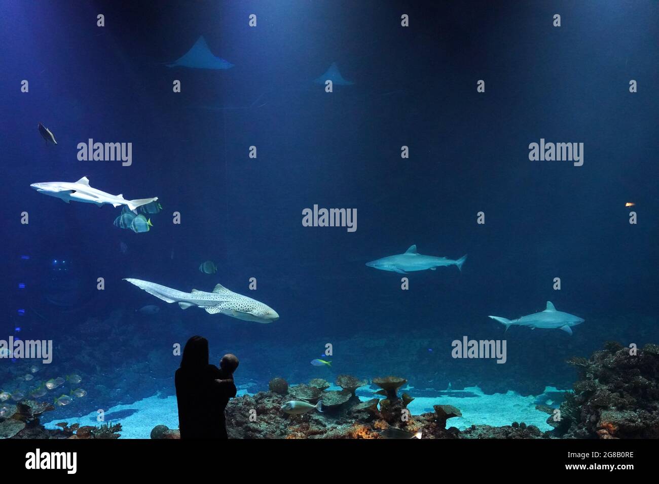 Hamburg, Germany. 23rd June, 2021. A zebra shark (2nd from left) and ...