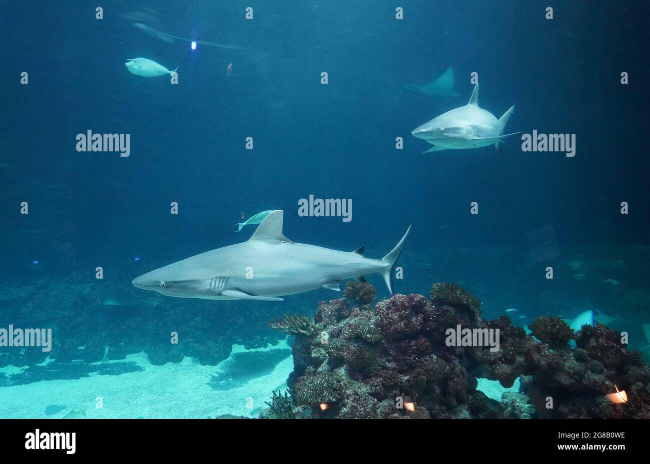 Hamburg, Germany. 23rd June, 2021. Reef shark swimming in the large ...