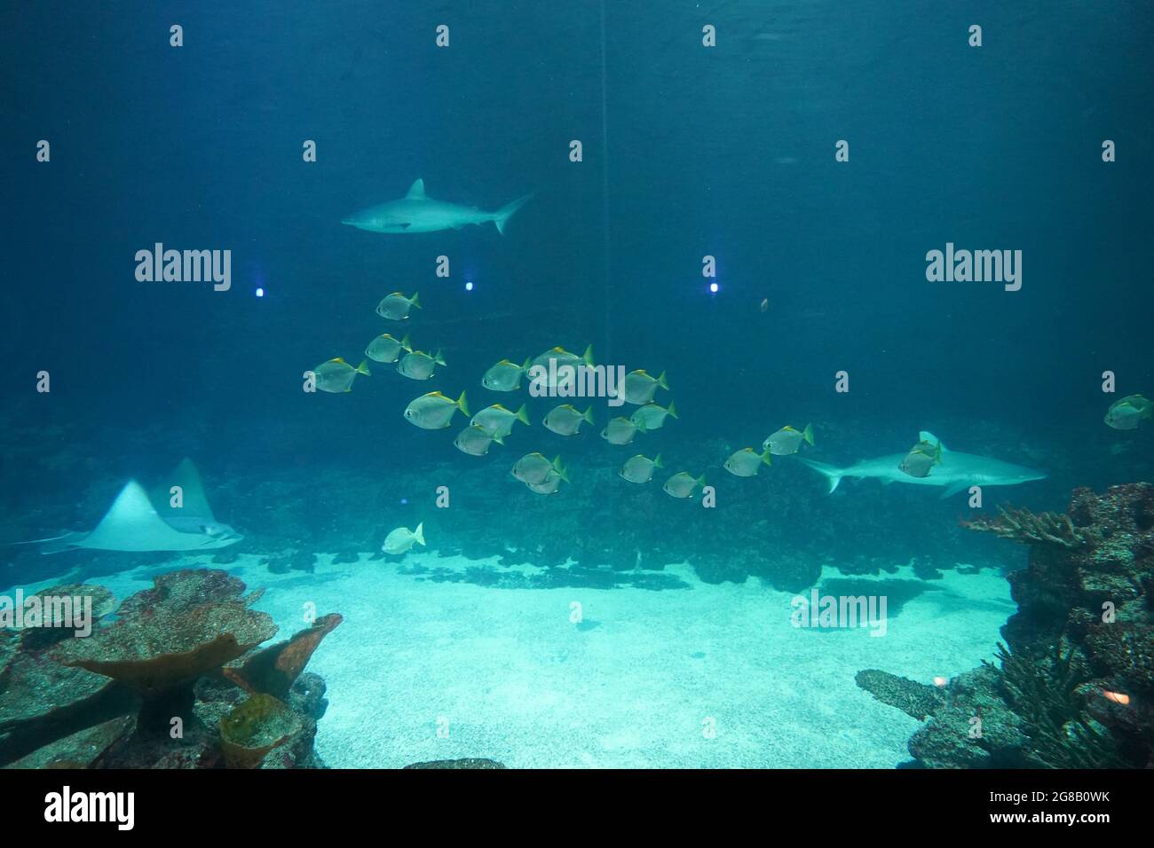 Hamburg, Germany. 23rd June, 2021. Reef shark swimming in the large ...