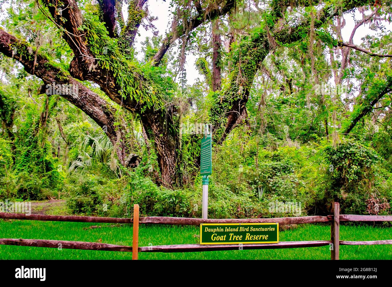 A centuries-old live oak tree stands in The Goat Tree Reserve, an ...