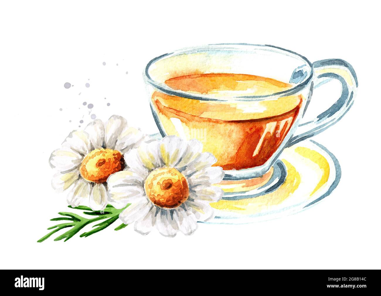 Herbal tea with fresh chamomile flowers. Hand drawn watercolor ...