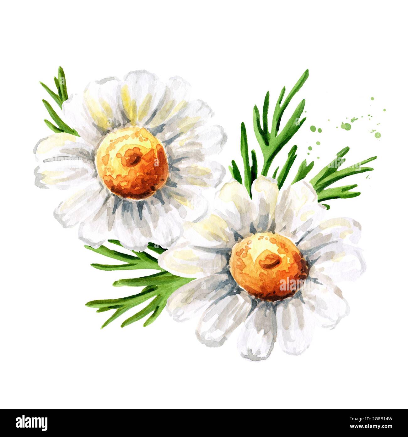 Chamomile flowers, Hand drawn watercolor illustration isolated on white ...
