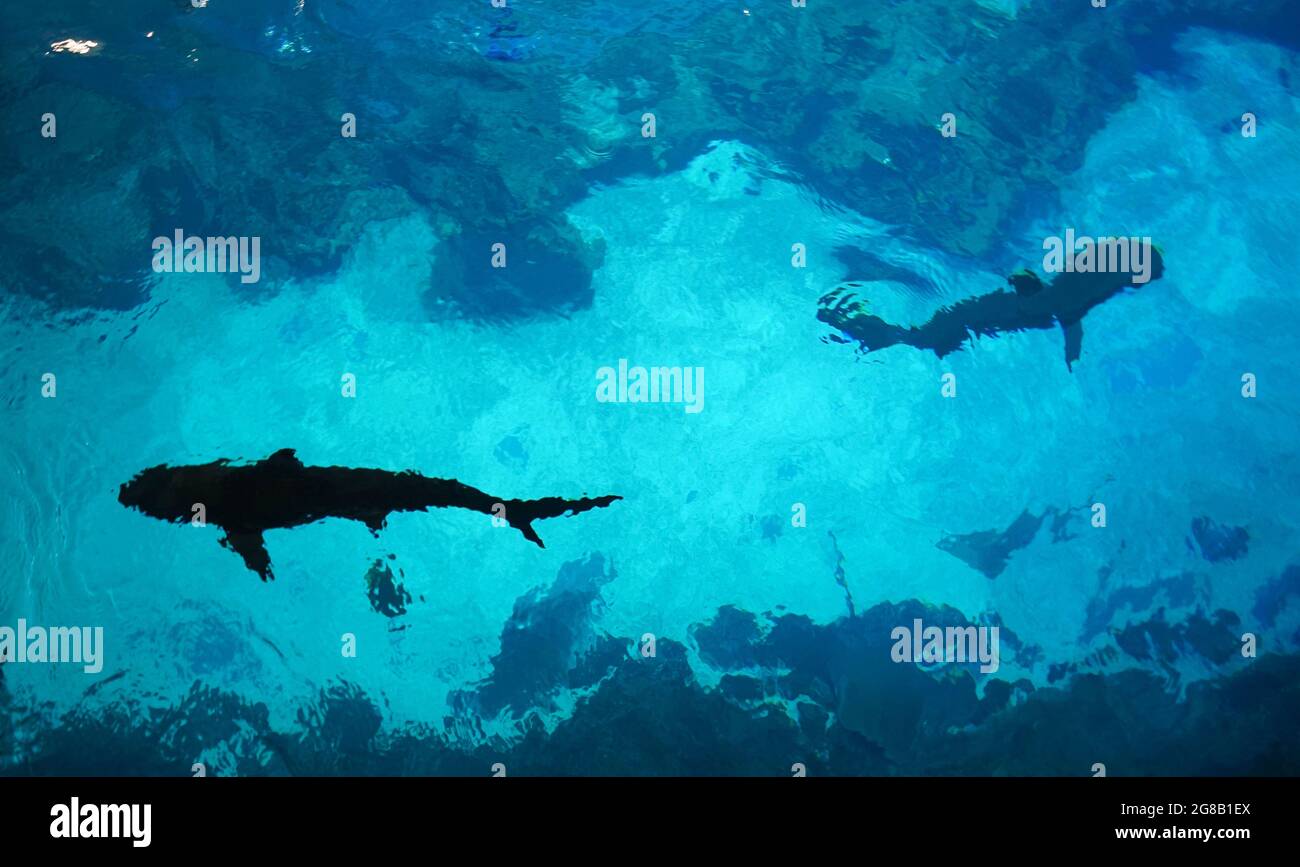 Hamburg, Germany. 23rd June, 2021. Reef sharks swim in the large shark ...