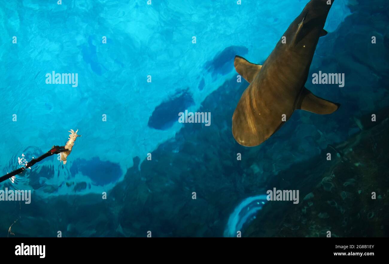 Hamburg, Germany. 23rd June, 2021. A reef shark (l) and a zebra shark ...