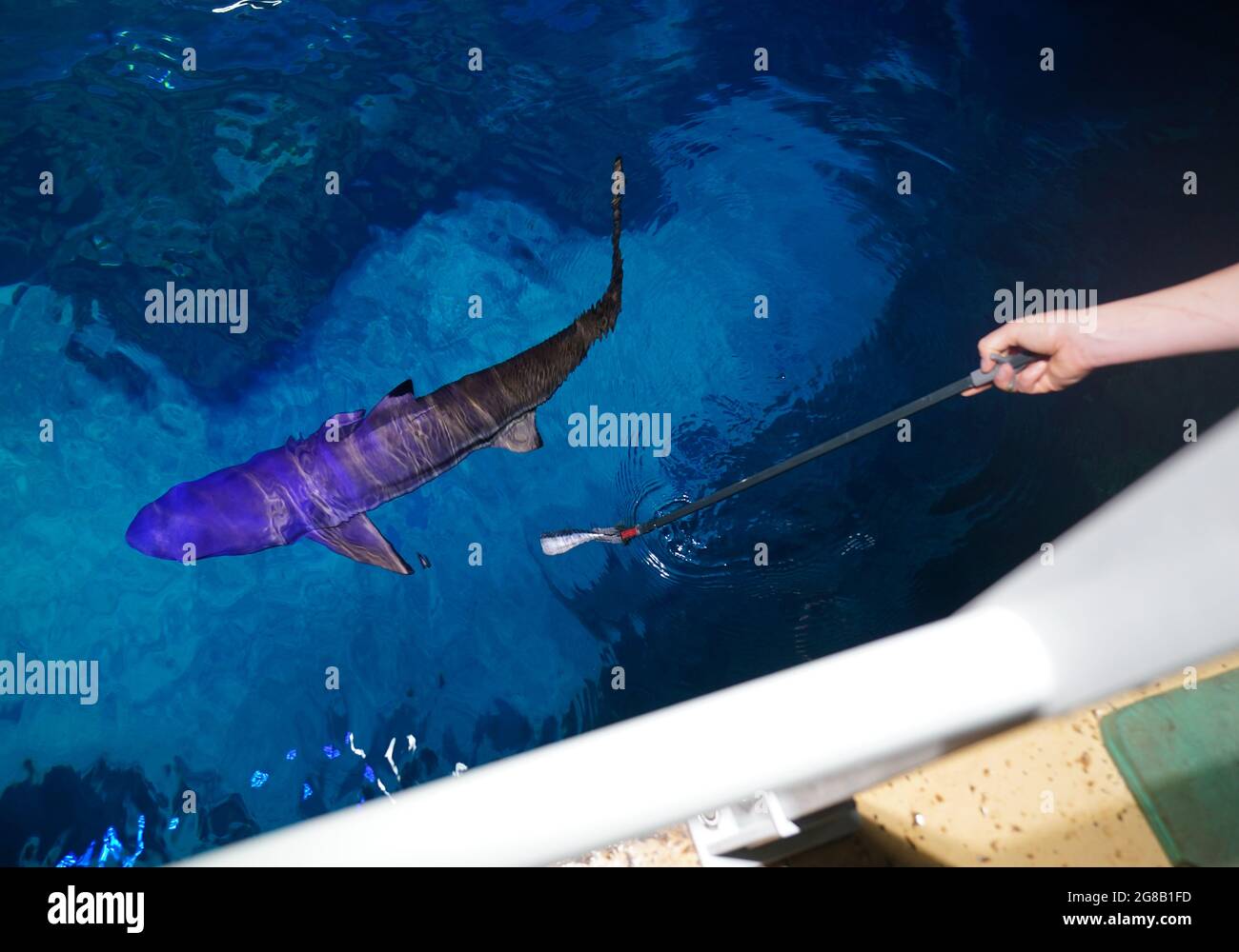 Hamburg, Germany. 23rd June, 2021. Animal keeper Annika Höffner feeds a ...