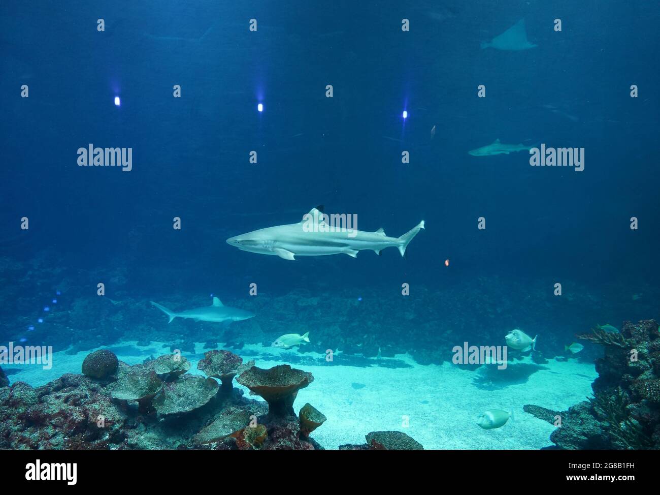 Hamburg, Germany. 23rd June, 2021. Reef shark swimming in the large ...