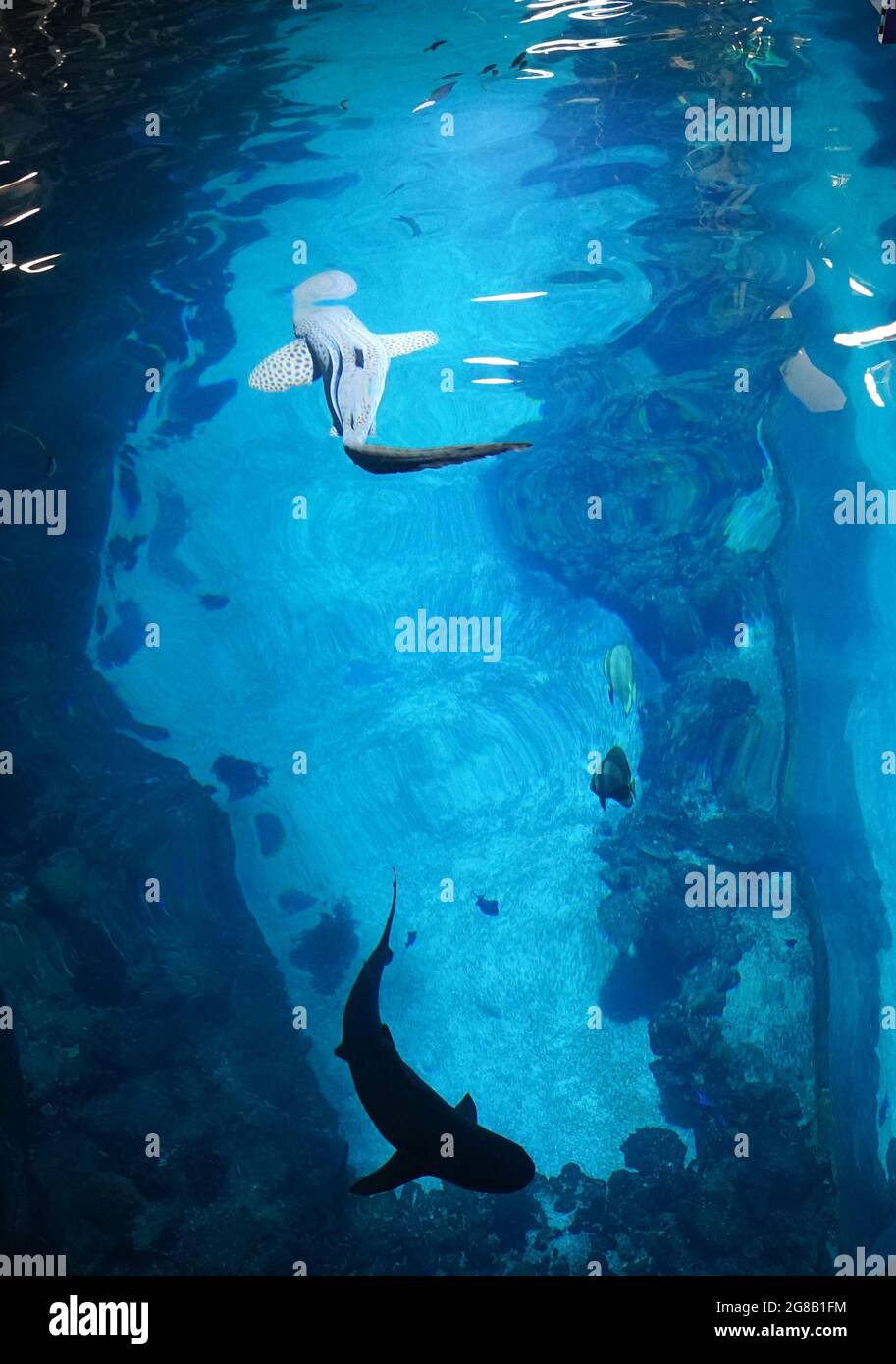 Hamburg, Germany. 23rd June, 2021. A reef shark (front) and a zebra ...