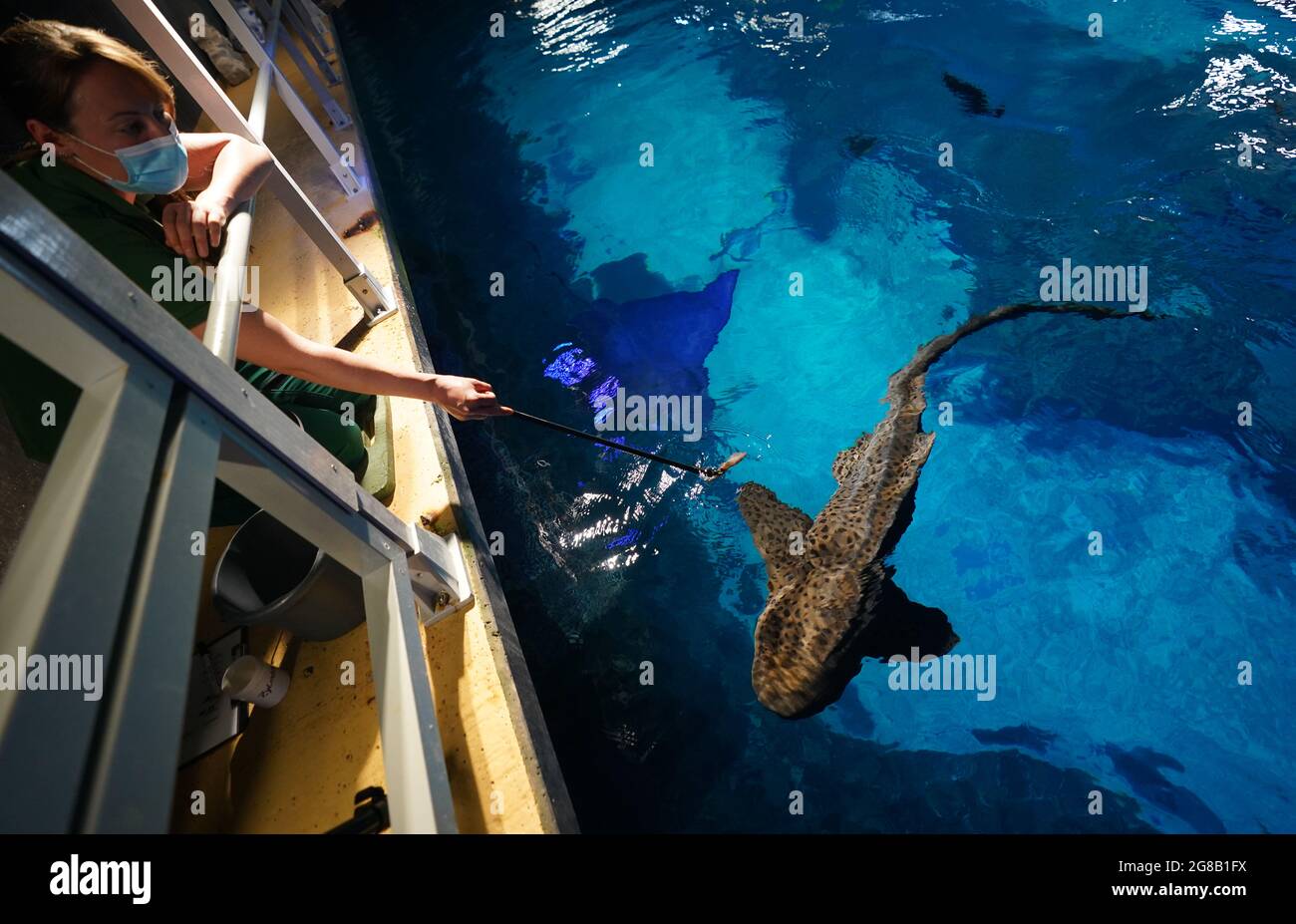 Hamburg, Germany. 23rd June, 2021. A reef shark (l) and a zebra shark ...