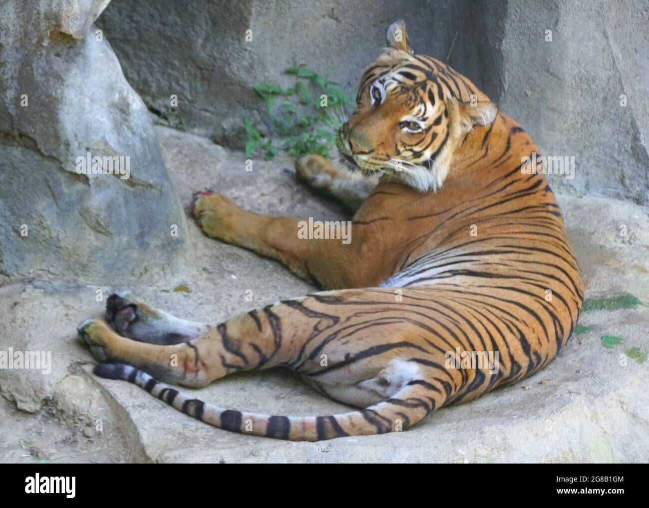 The top view of a Malayan tiger relaxing on the ground Stock Photo - Alamy