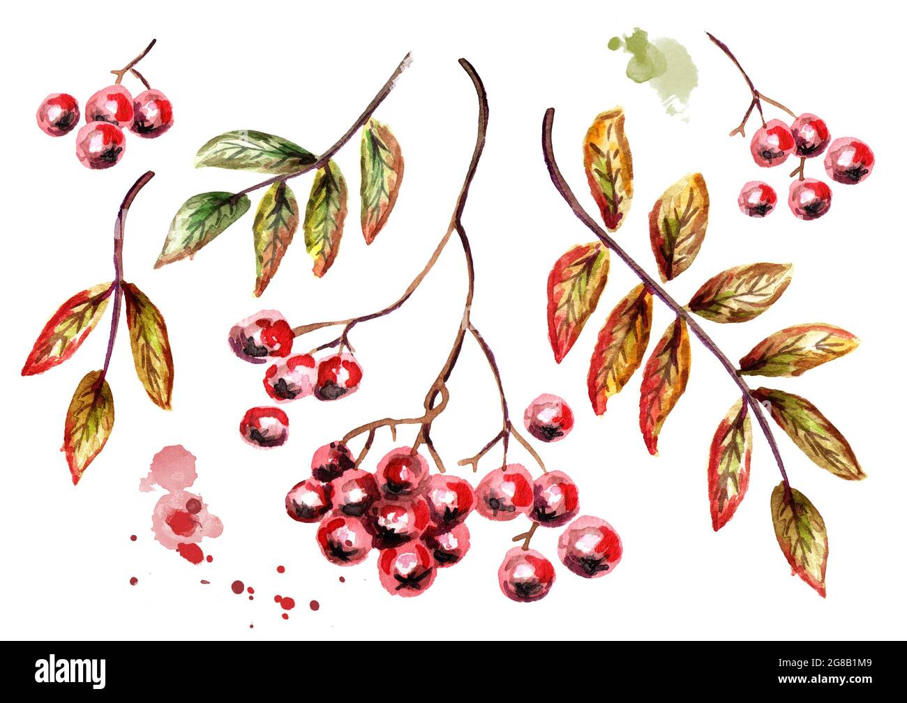 Rowan watercolor hi-res stock photography and images - Alamy