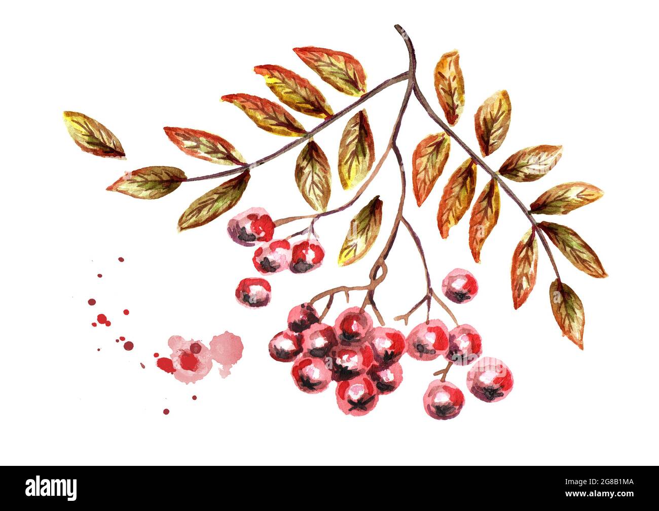 Rowan watercolor hi-res stock photography and images - Alamy