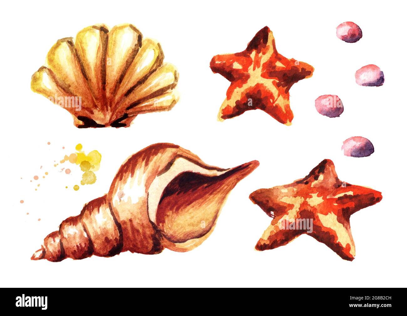 Sea shells set. Watercolor hand drawn illustration, isolated on white ...