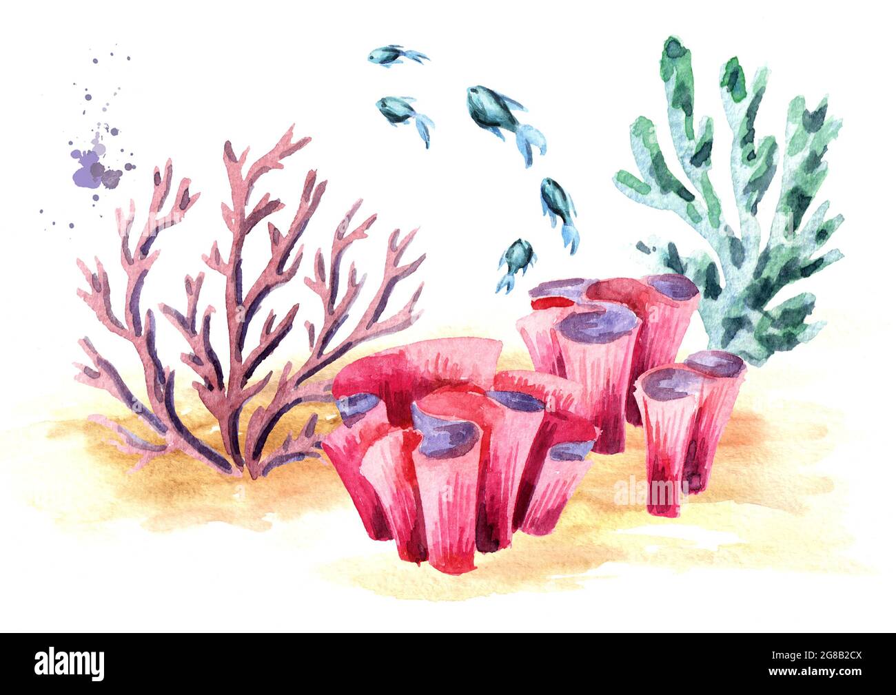 Red Coralline Algae Drawing