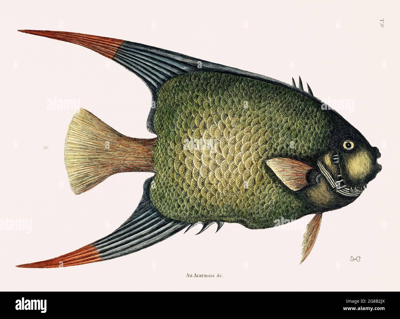 Angel Fish (An Acarauna) from The natural history of Carolina, Florida ...