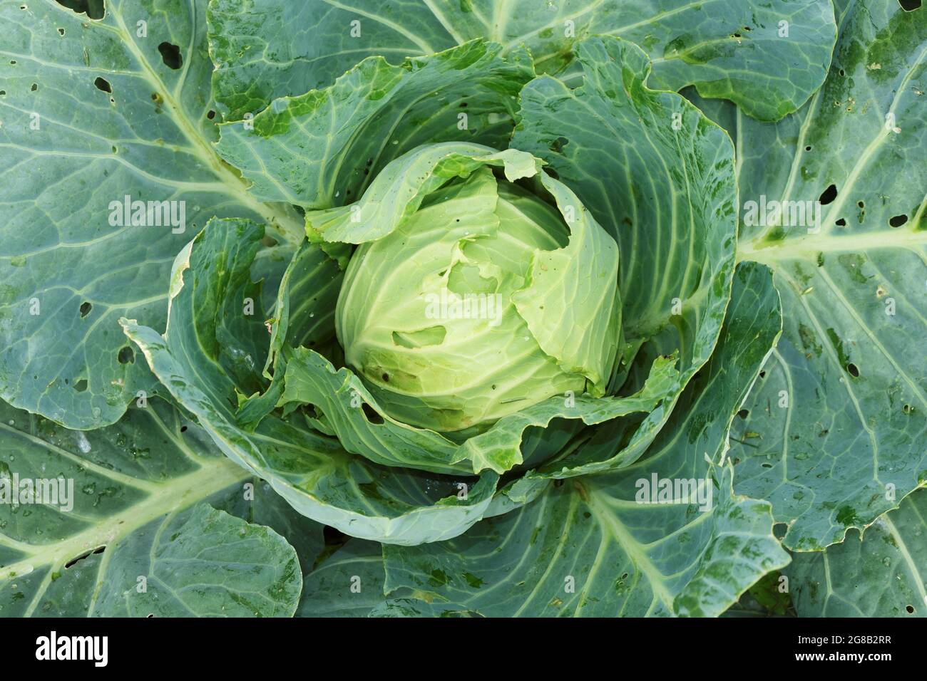 Cabbage head hi-res stock photography and images - Alamy