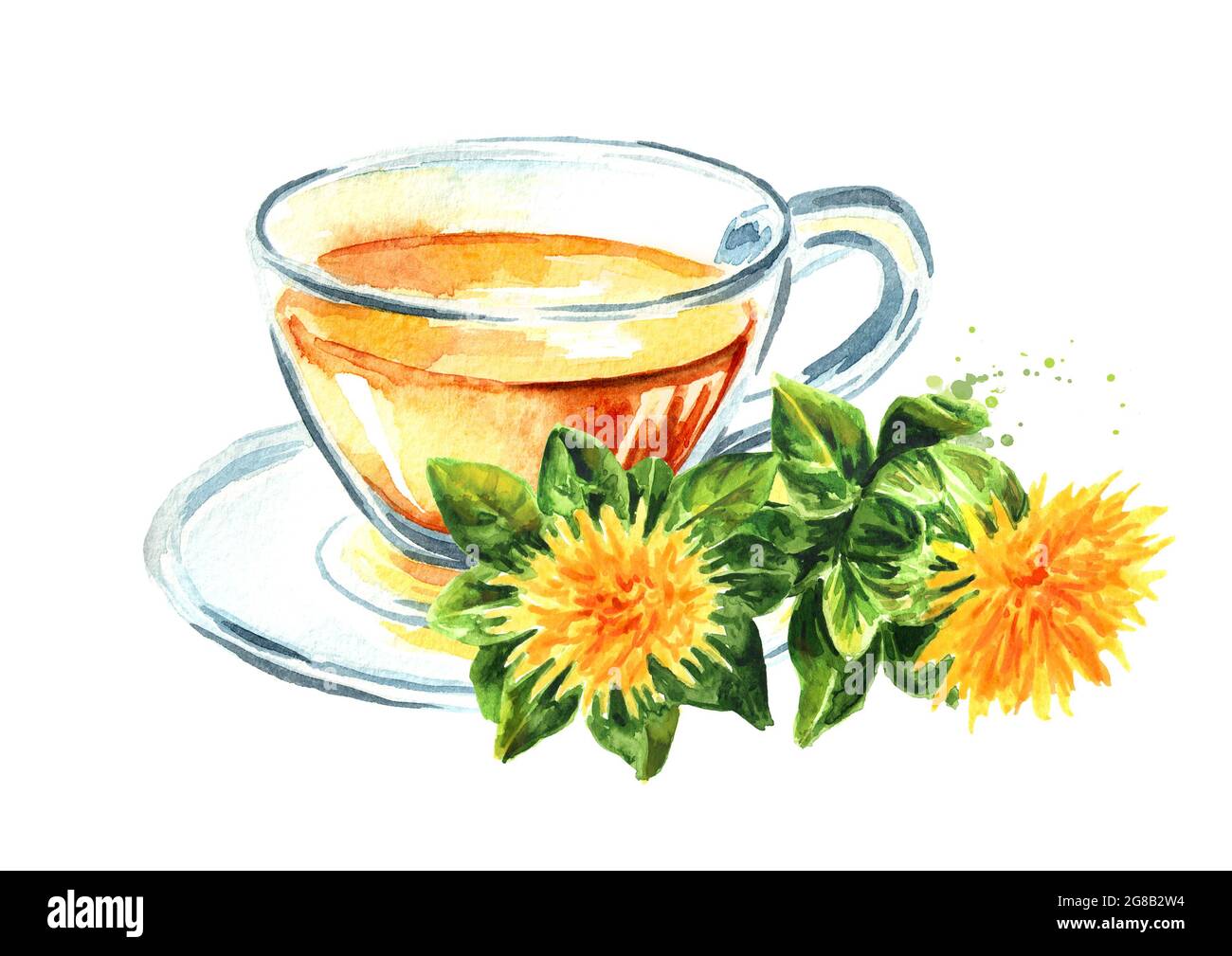 Сup of herbal safflower tea with safflower flowers. Hand drawn ...