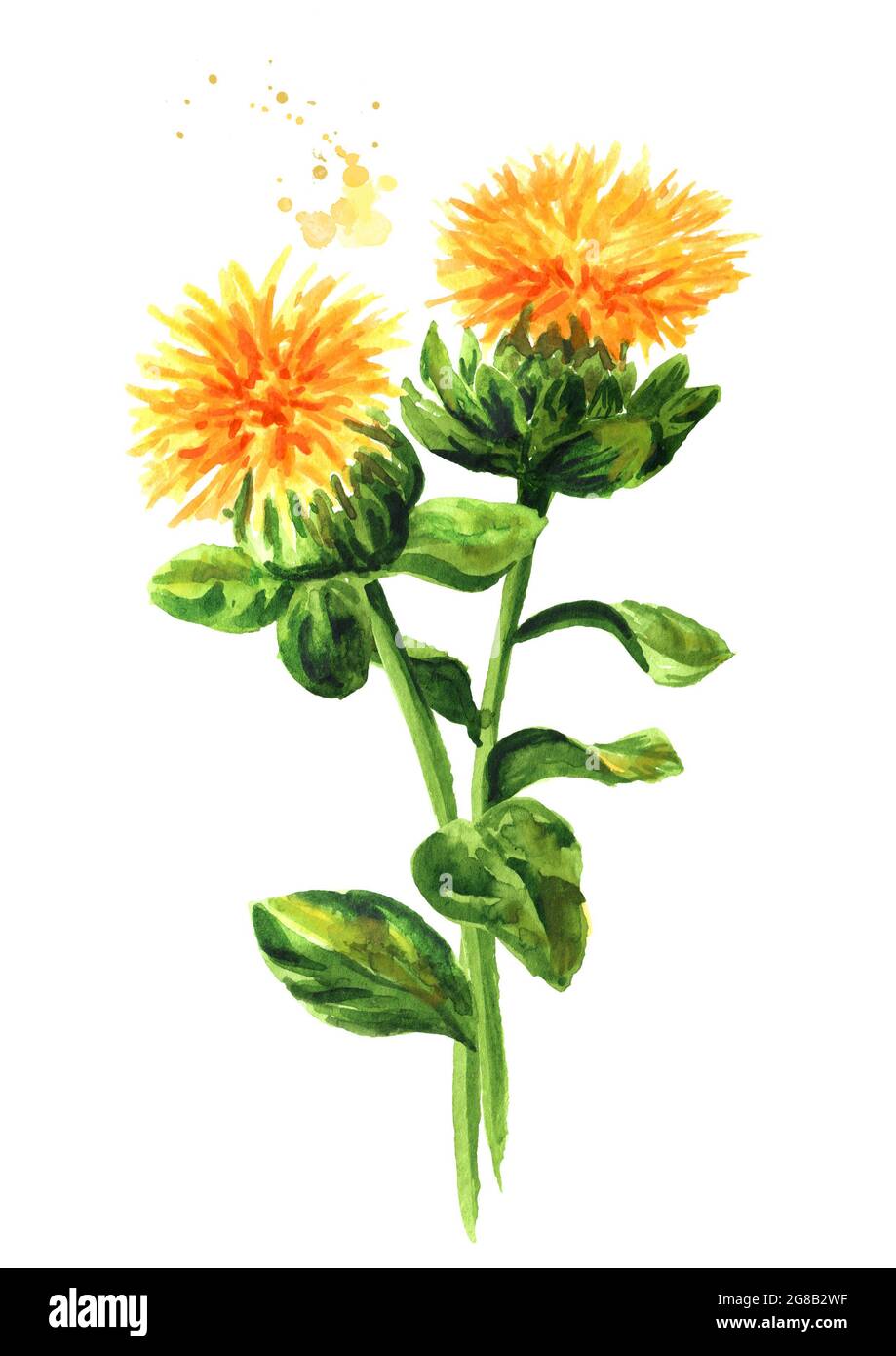 Safflower illustration hi-res stock photography and images - Alamy