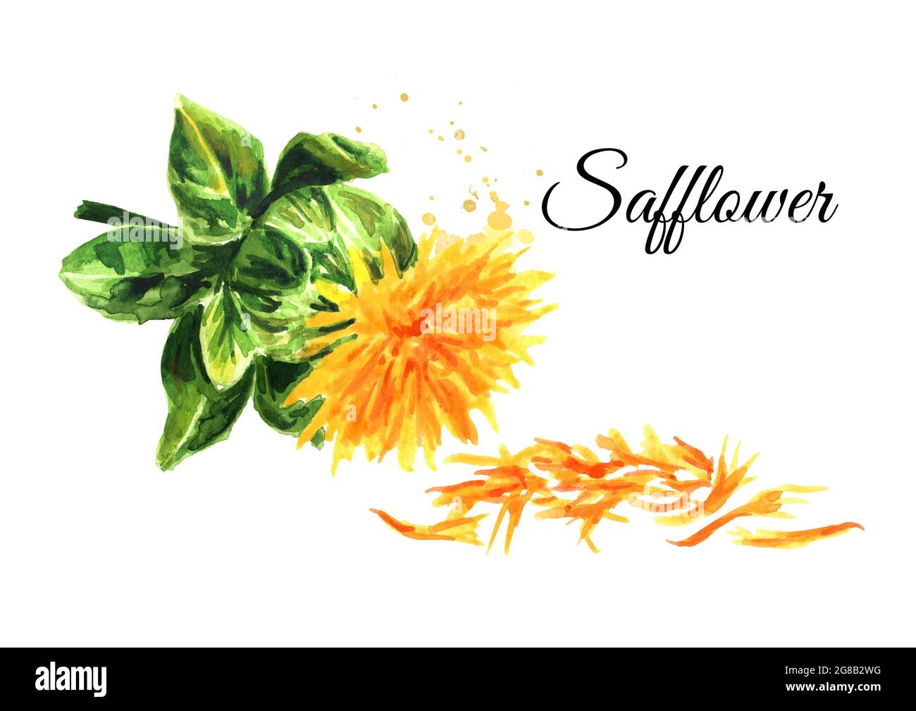 Safflower's flower and heap of petals, Hand drawn watercolor ...