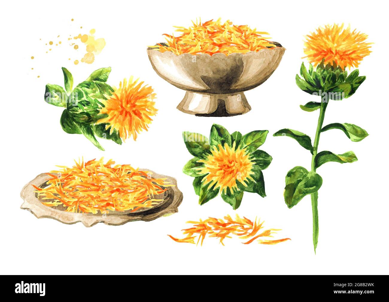 Safflower's flower and petals set. Hand drawn watercolor illustration ...