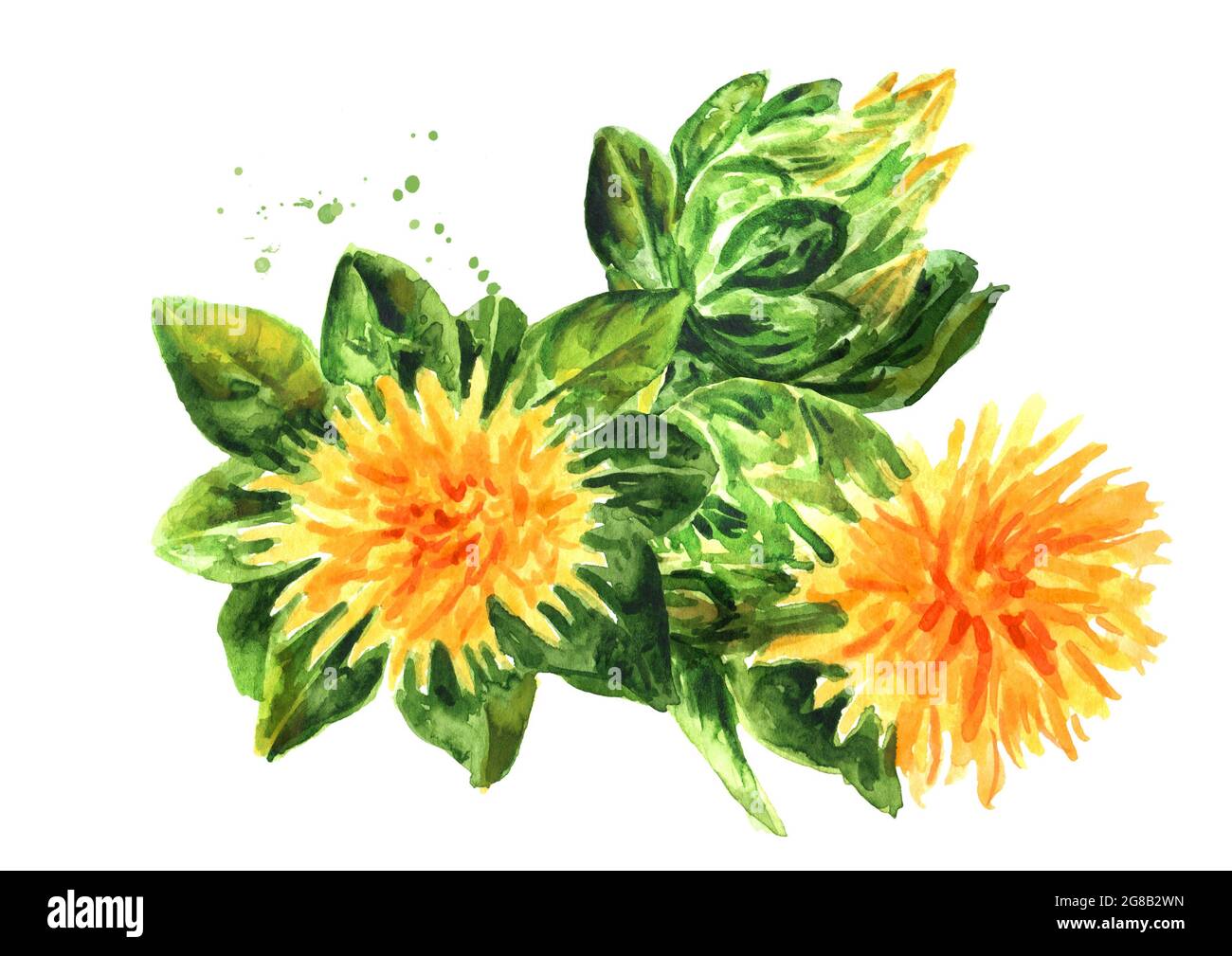 Safflower's flowers, Hand drawn watercolor illustration isolated on ...