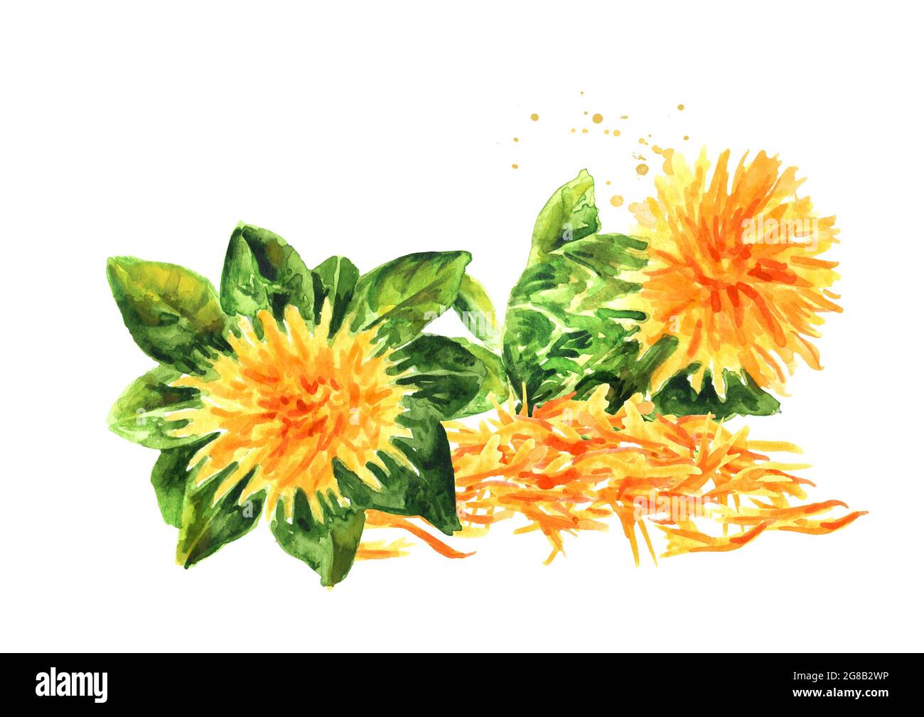 Safflower's flower and heap of petals. Hand drawn watercolor ...