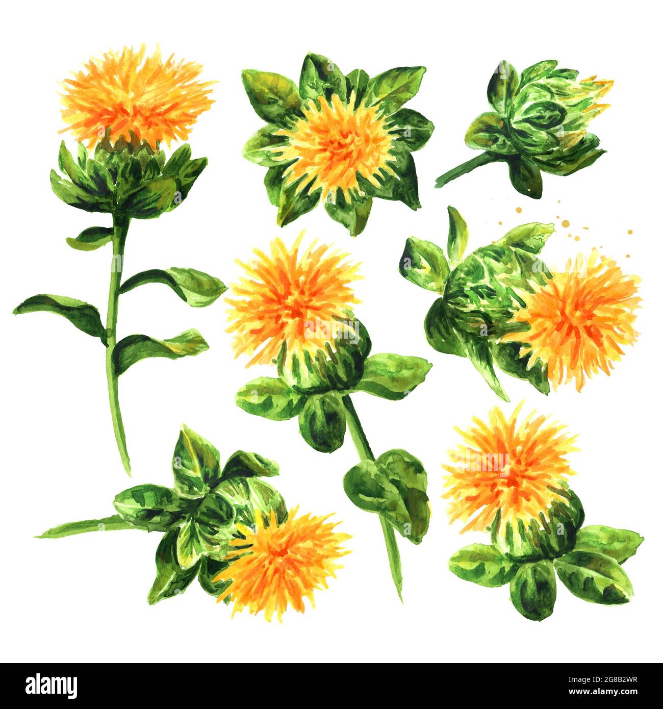 Safflower's flower set, Hand drawn watercolor illustration isolated on ...