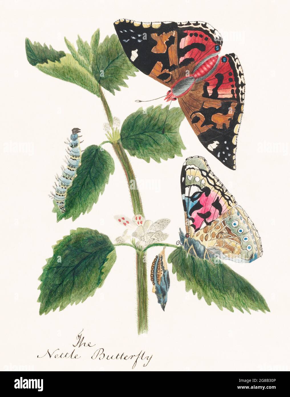 Antique watercolor illustration of nettle butterfly in various life ...