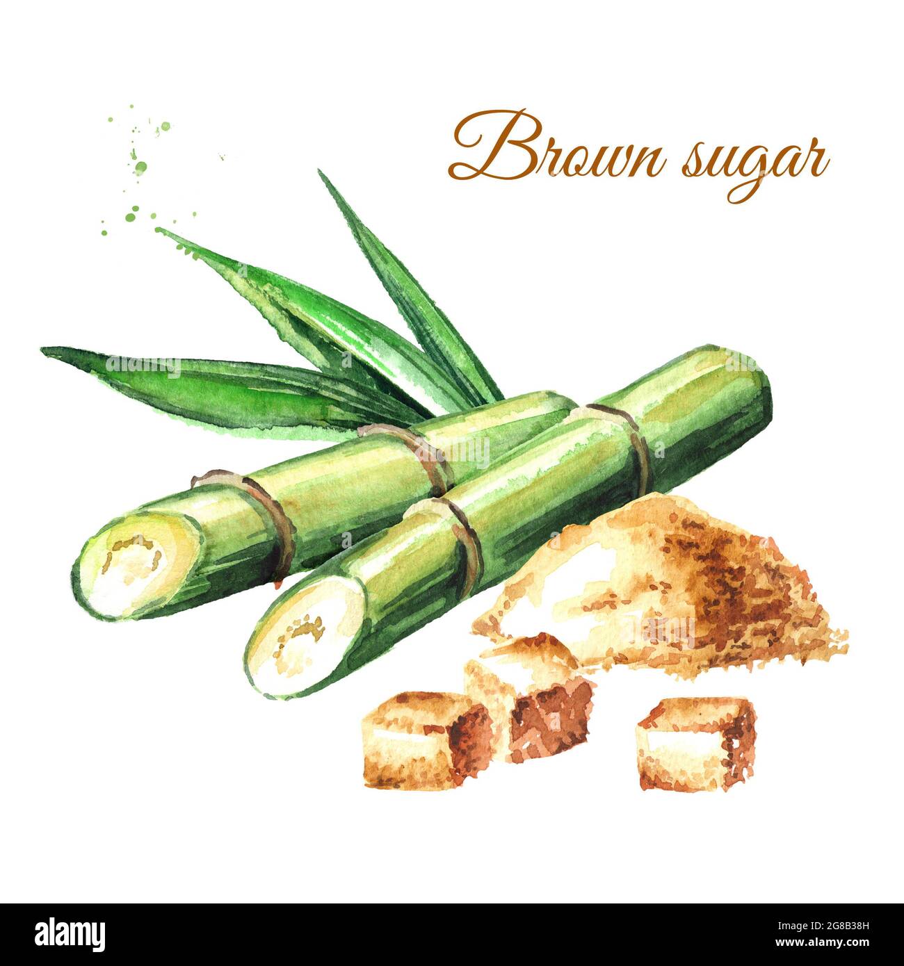 Sugar cane with leaves and brown sugar composition. Watercolor hand ...