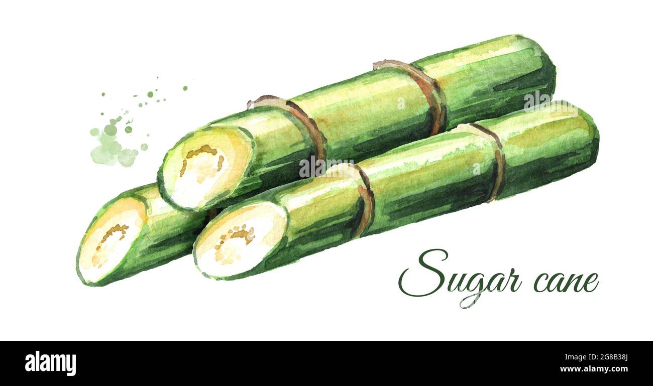 Sugar cane composition. Watercolor hand drawn illustration, isolated on ...