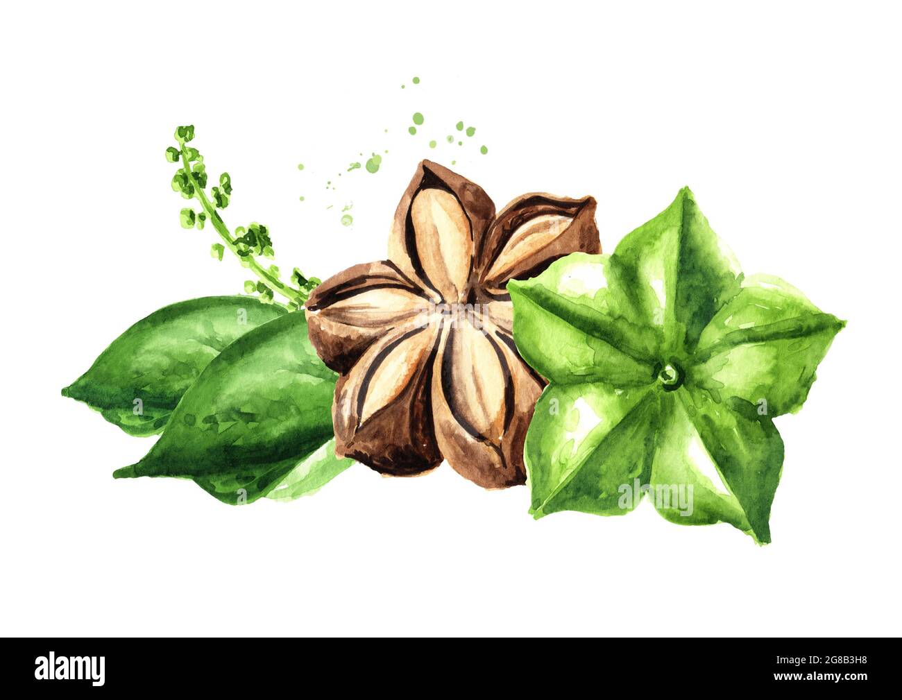 Sacha Inchi peanut, fresh green and dried capsule seeds, Plukenetia ...