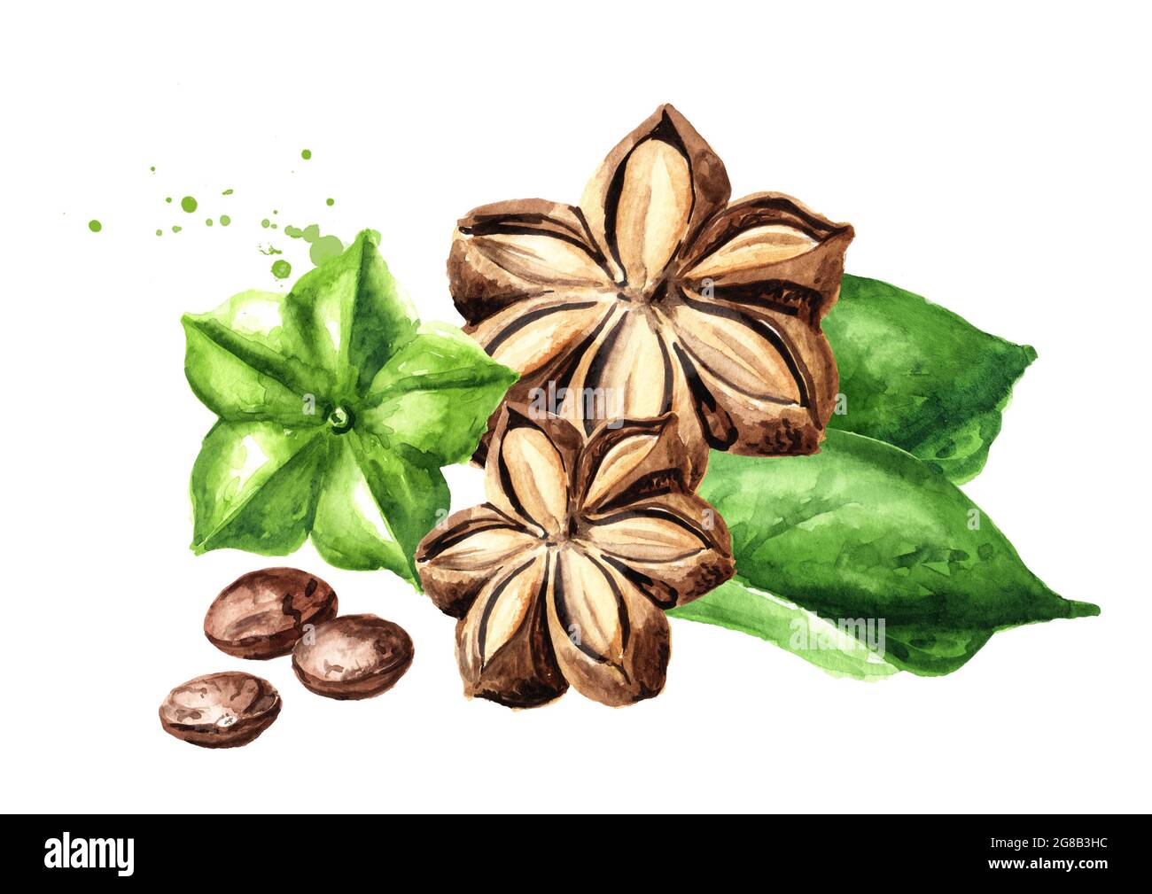 Sacha Inchi peanut, fresh green and dried capsule seeds fruits and ...