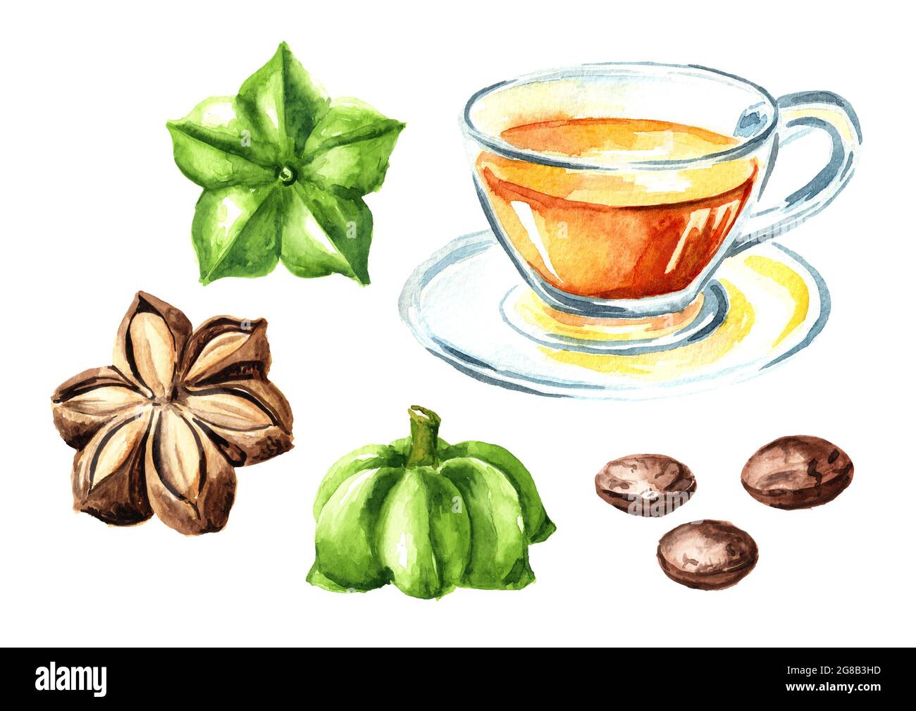 Sacha Inchi herbal tea set. Watercolor hand drawn illustration ...