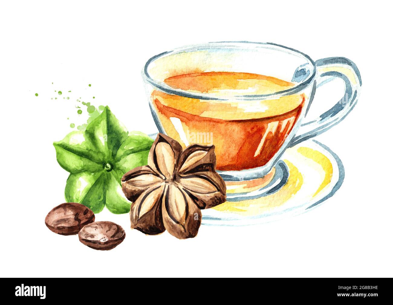 Sacha Inchi herbal tea. Watercolor hand drawn illustration, isolated on ...