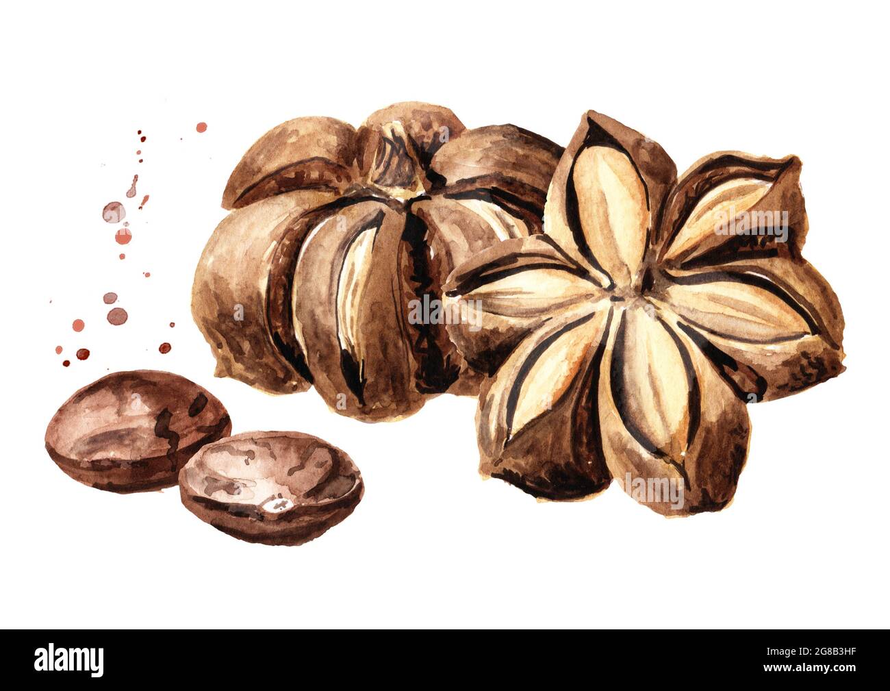 Sacha Inchi peanut, sacha mani or star inca peas, Plukenetia volubilis ...