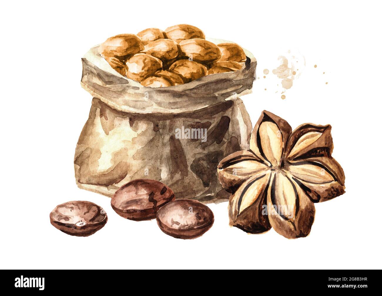Sacha Inchi roasted seed nuts, Plukenetia volubilis. Watercolor hand ...