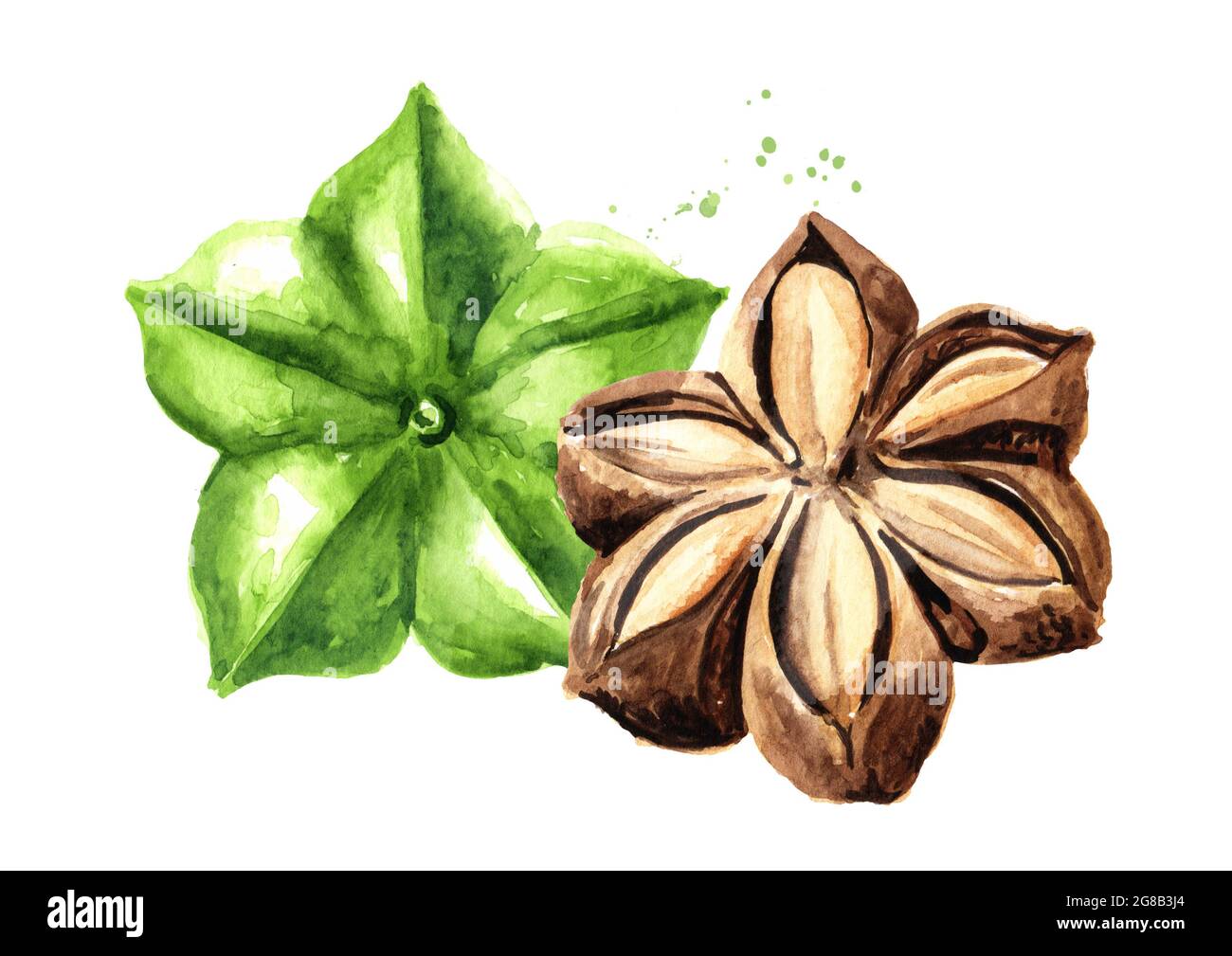 Sacha Inchi peanut, fresh green and dried capsule seeds. Watercolor ...