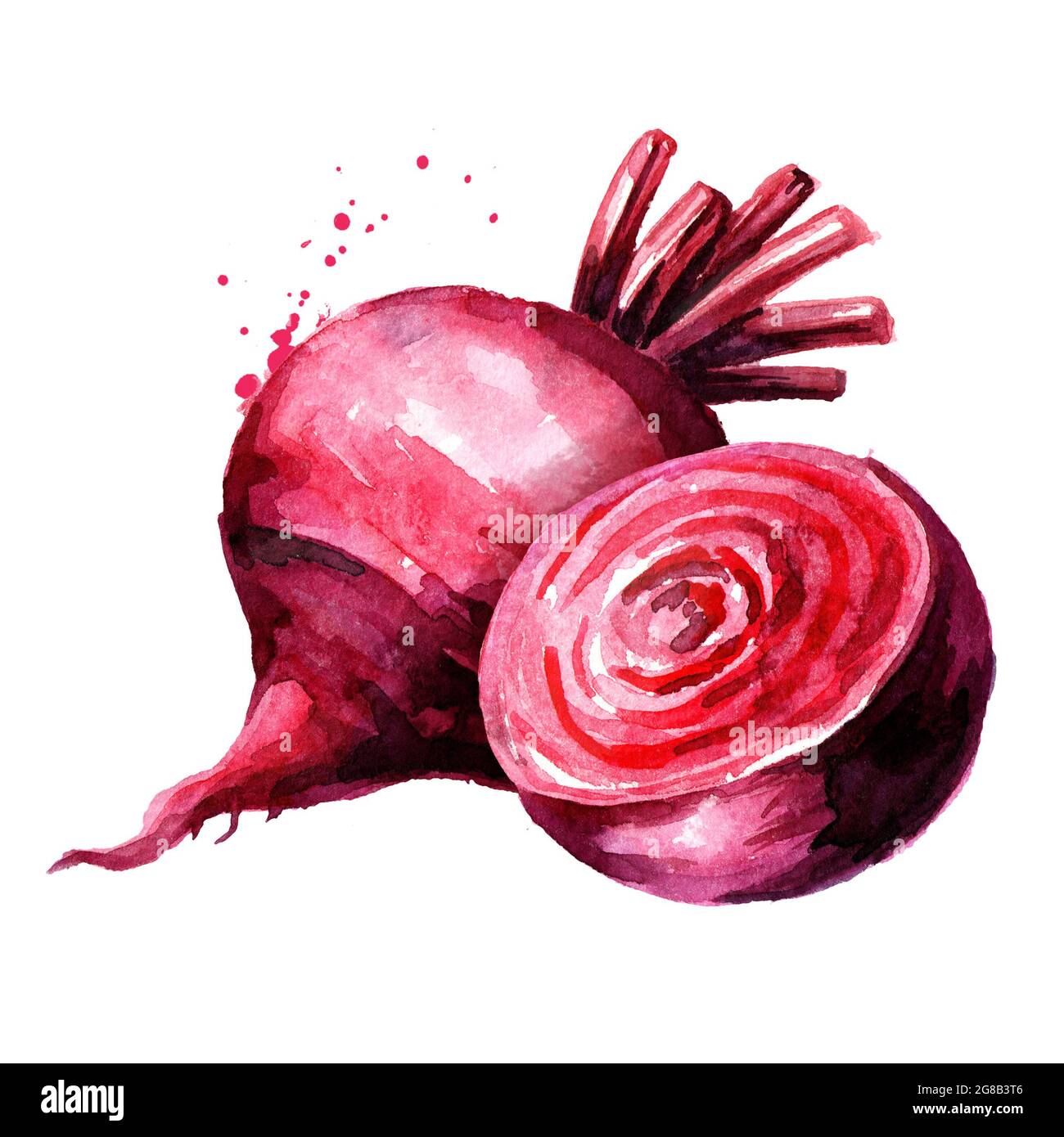 Fresh whole and half Beet root. Watercolor hand drawn illustration ...