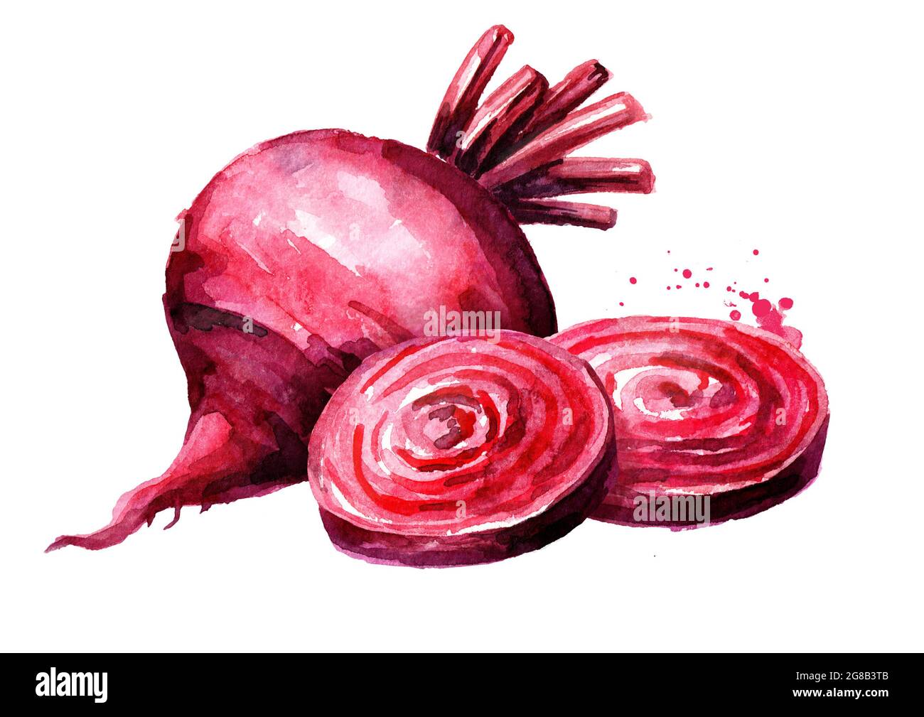 Fresh Beet root with slices. Watercolor hand drawn illustration ...