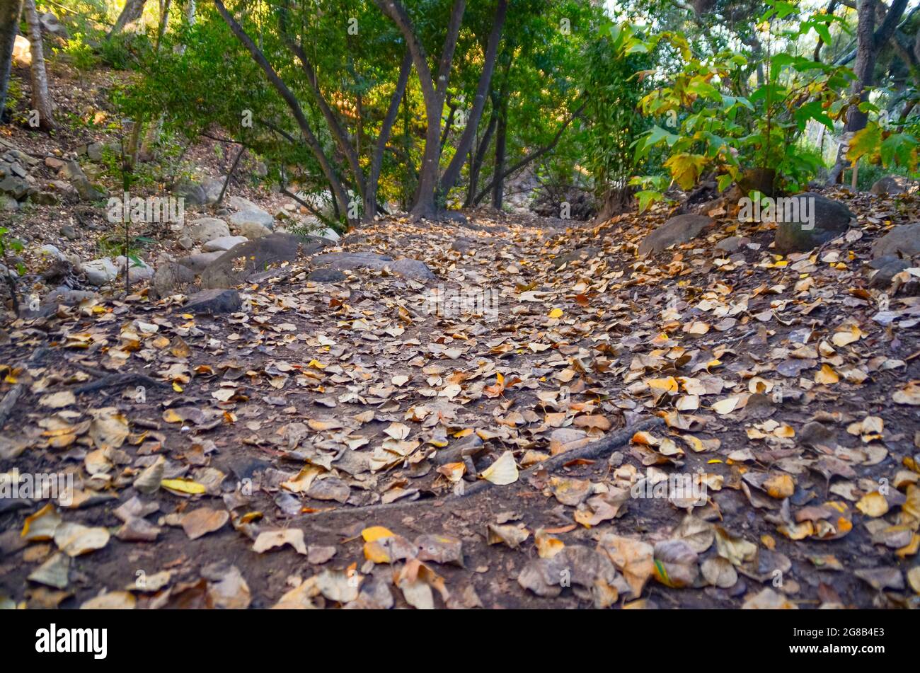 Santa Barbara Forest Hiking Trail Stock Photo - Alamy