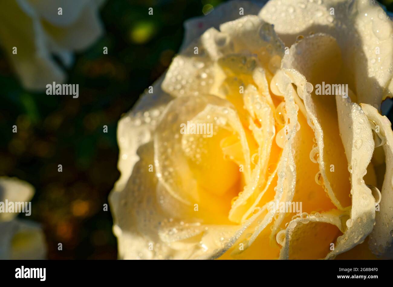 Dewdrops roses hi-res stock photography and images - Alamy