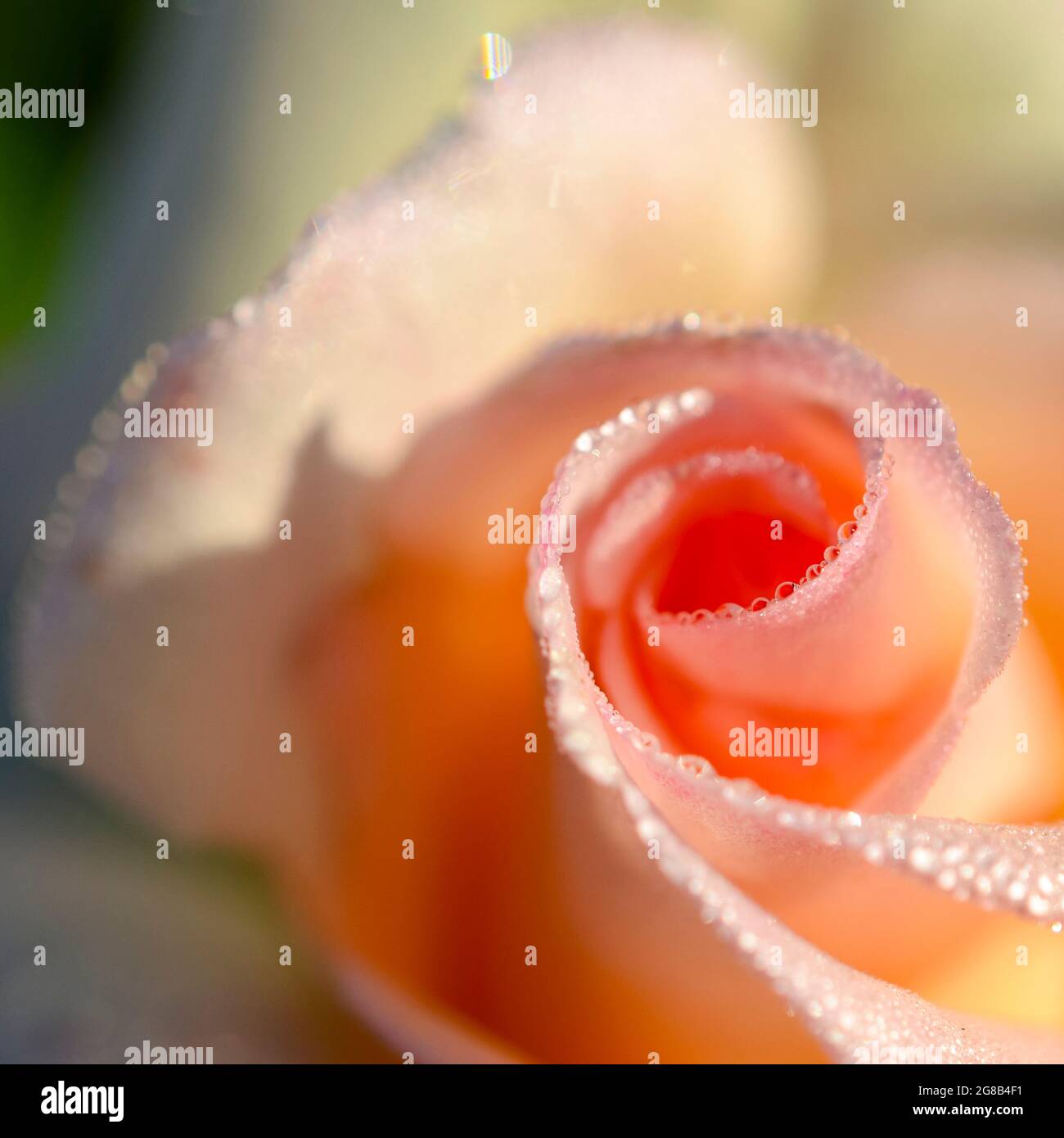 Dewdrops roses hi-res stock photography and images - Alamy