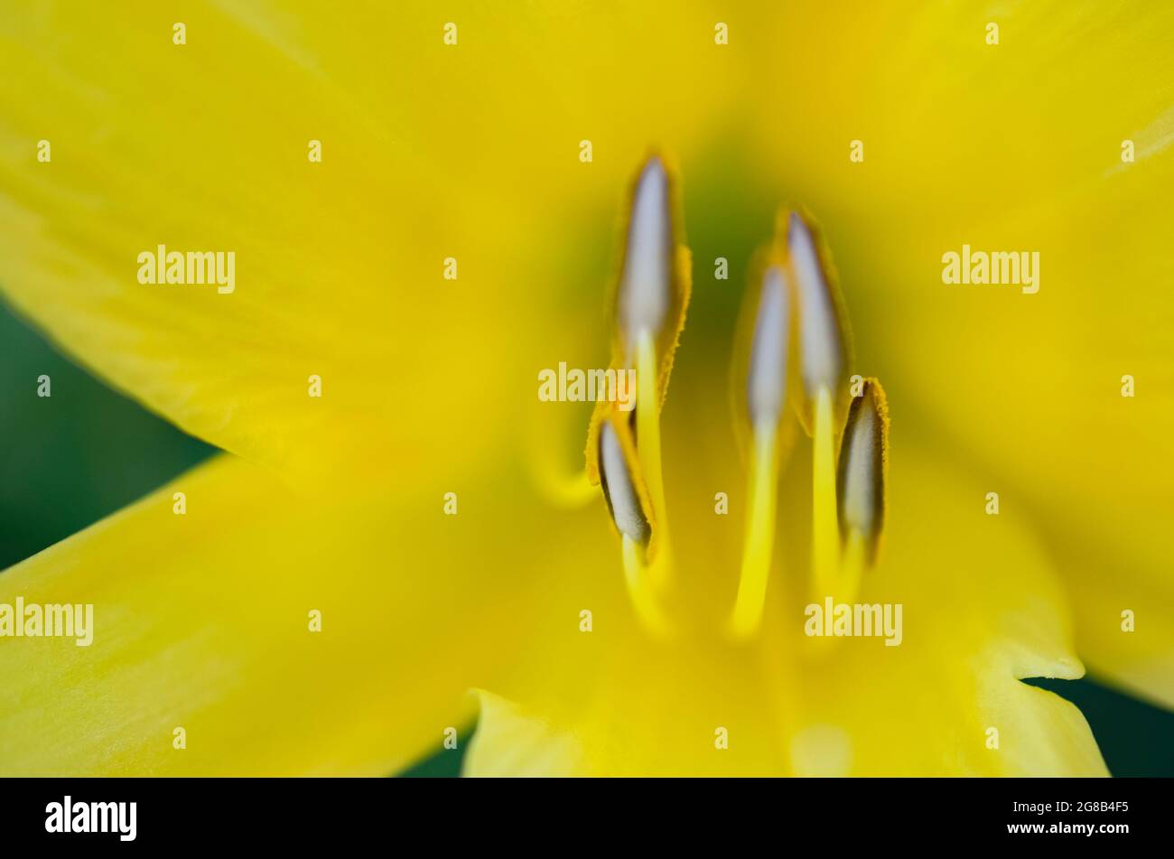 Macro Photography Tulip Hi res Stock Photography And Images Alamy