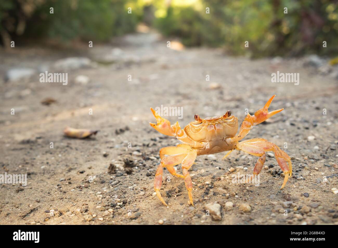Land crab in defensive position Stock Photo - Alamy