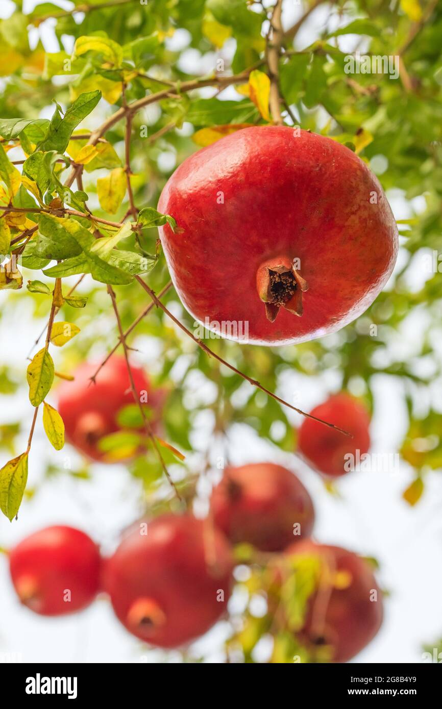 Pomegranate trees with fruits hi-res stock photography and images - Alamy