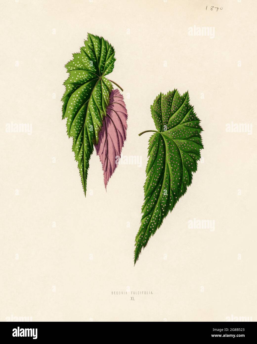 Begonia Falcifolia engraved by Benjamin Fawcett (1808-1893) for Shirley ...