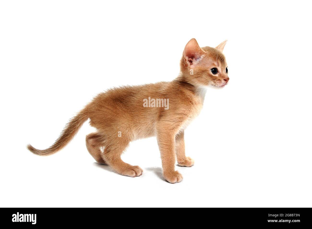 Abyssinian red cat stands on a white background Stock Photo - Alamy