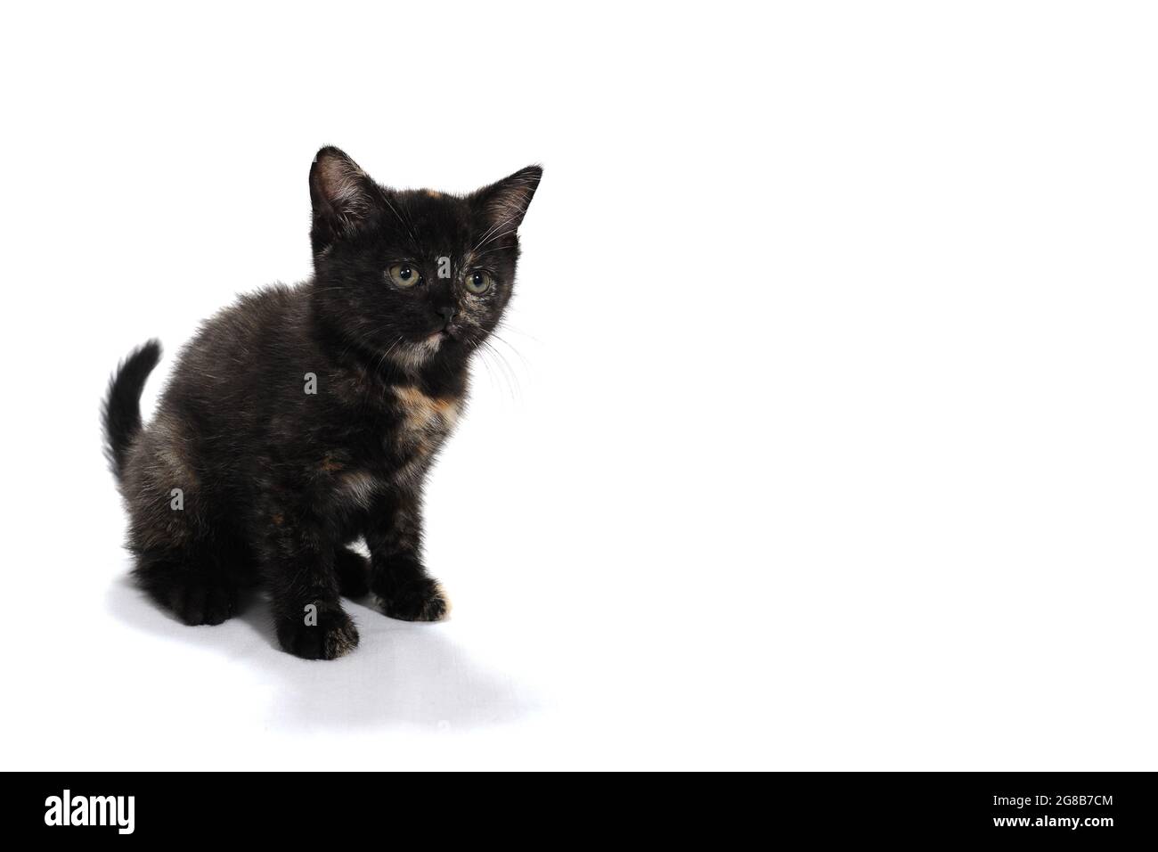 a black spotted purebred kitten sits on a white isolated background ...