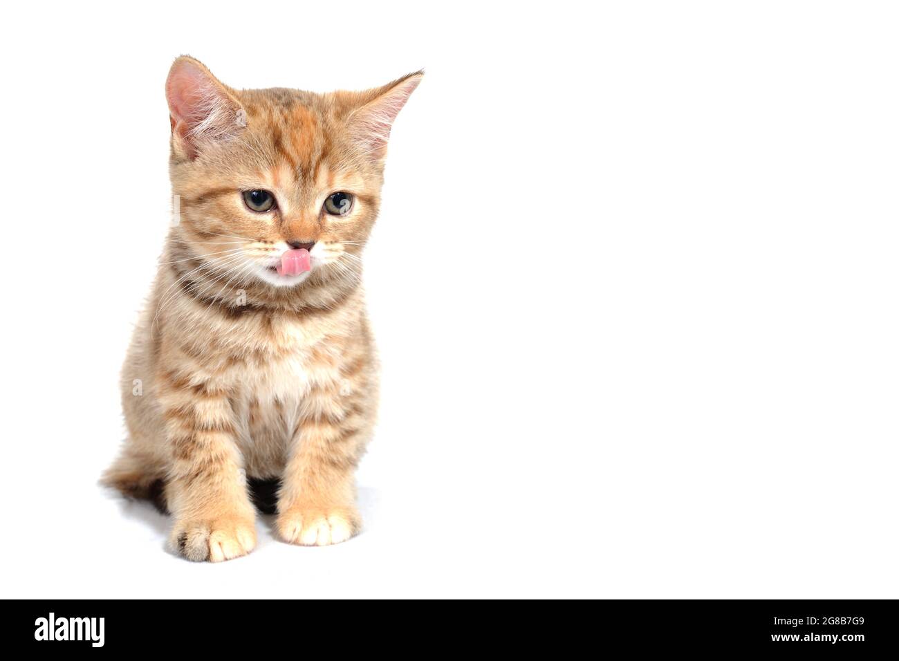 Striped fluffy ginger cat Cut Out Stock Images & Pictures - Alamy