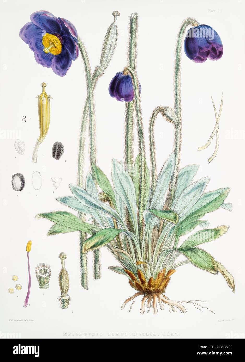 Blue Poppy (Meconopsis Simplicifolia) from Illustrations of Himalayan ...