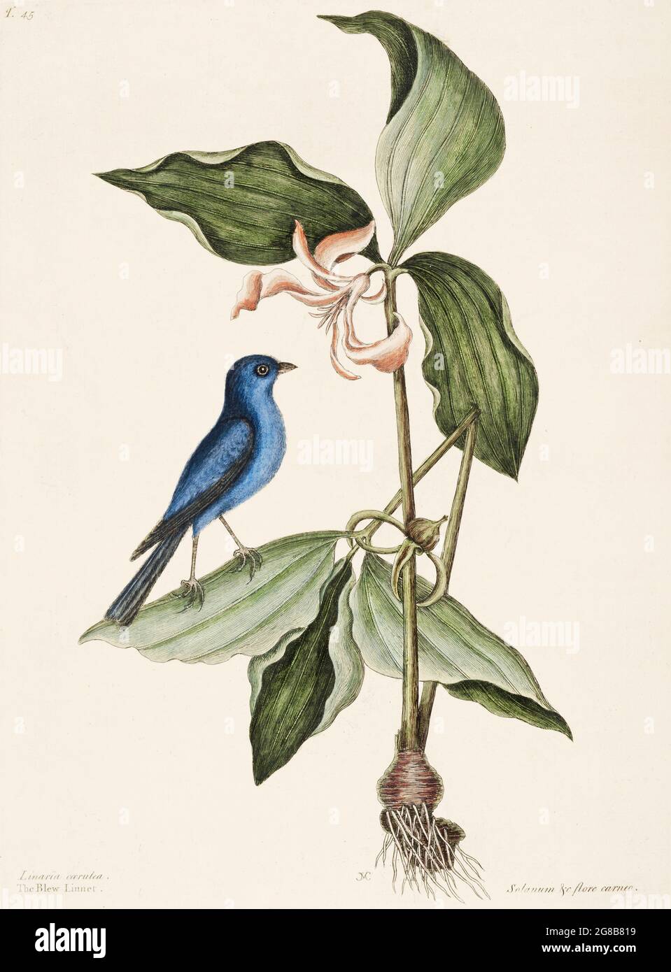 Blue Linnet (Linaria caerulea) from The Natural History of Carolina ...